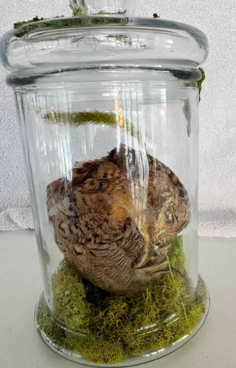 Preserved Female Ring-necked Pheasant in Glass Jar | Natural History ...