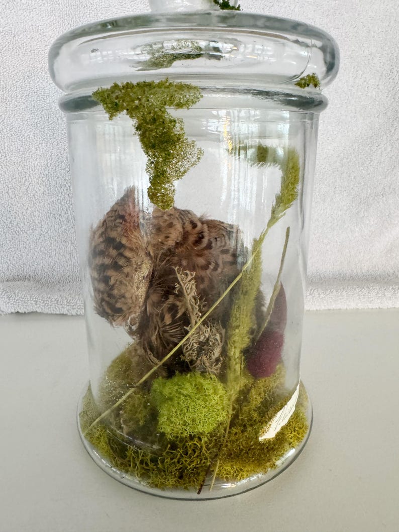 Preserved Female Ring-necked Pheasant in Glass Jar | Natural History ...
