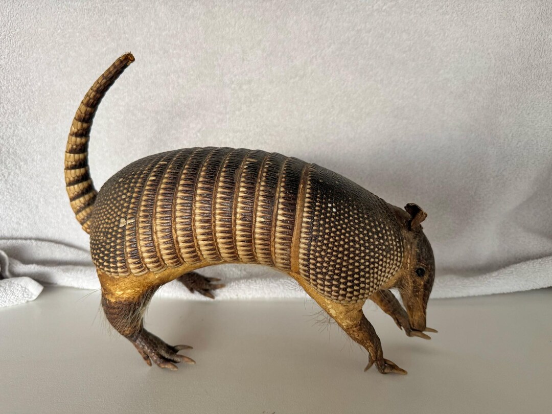 Real Armadillo Taxidermy Specimen | Preserved Armadillo Display - Etsy