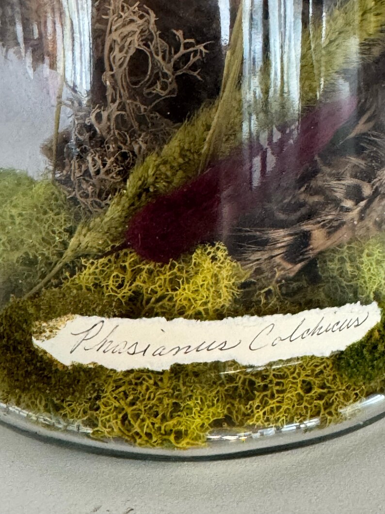 Preserved Female Ring-necked Pheasant in Glass Jar | Natural History ...