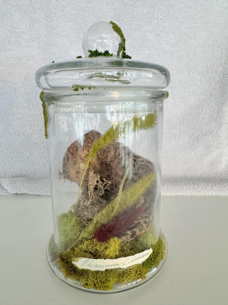 Preserved Female Ring-necked Pheasant in Glass Jar | Natural History ...