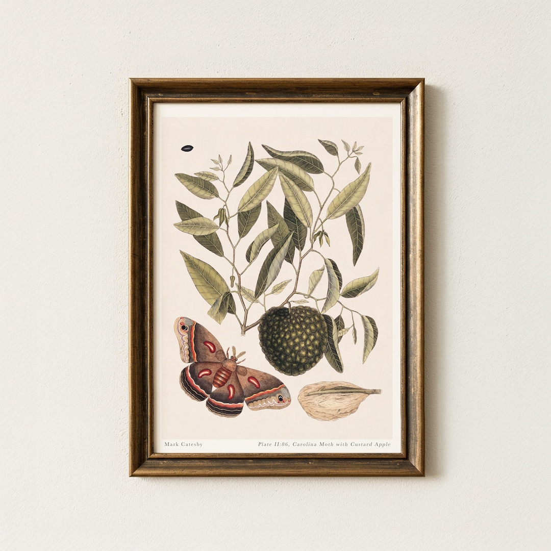 Vintage Moth and Botanical Art Print, Mark Catesby Antique Insect ...