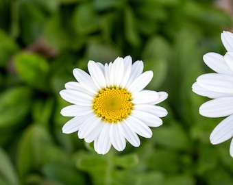 Montauk Daisies Nippon Daisies 10 Seeds - Etsy
