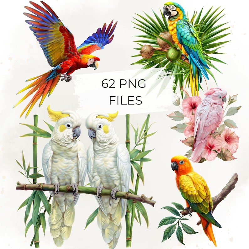 Tropical Parrot Clipart Bundle, Exotic Bird PNG Illustrations for ...