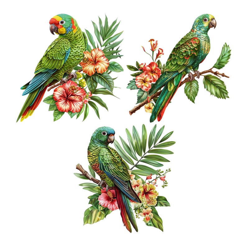 Tropical Parrot Clipart Bundle, Exotic Bird PNG Illustrations for ...