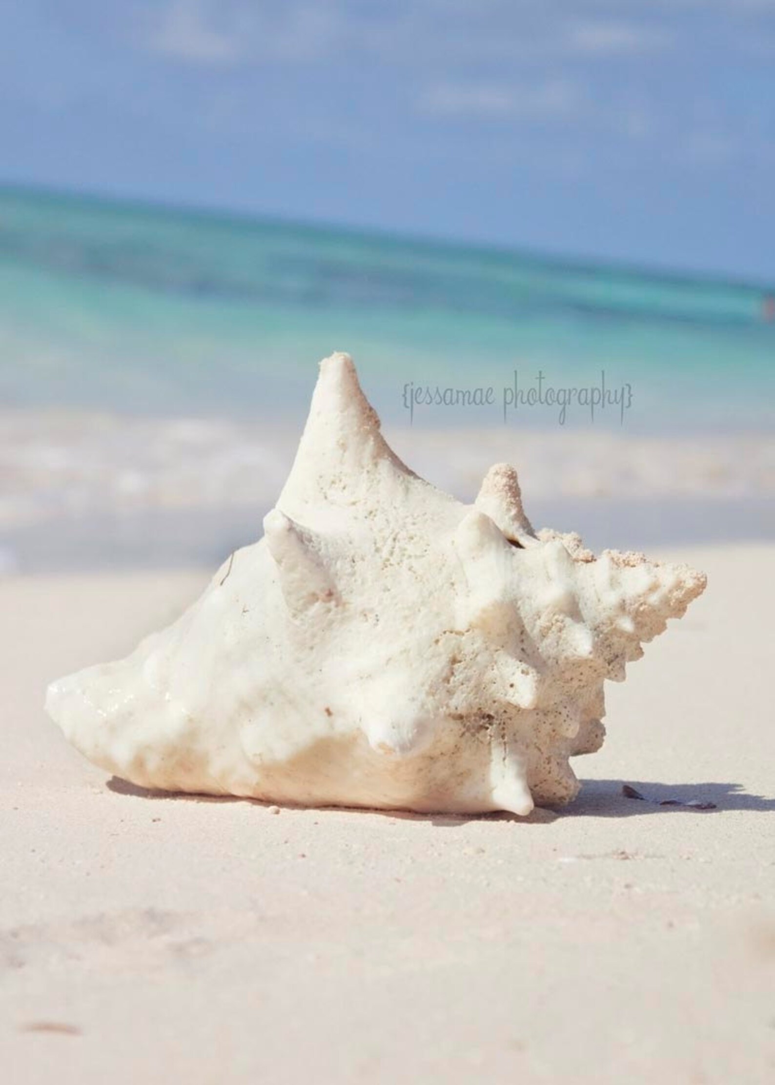 Conch Shell Photography, Seashell Art, Caribbean Art, White Conch Shell ...