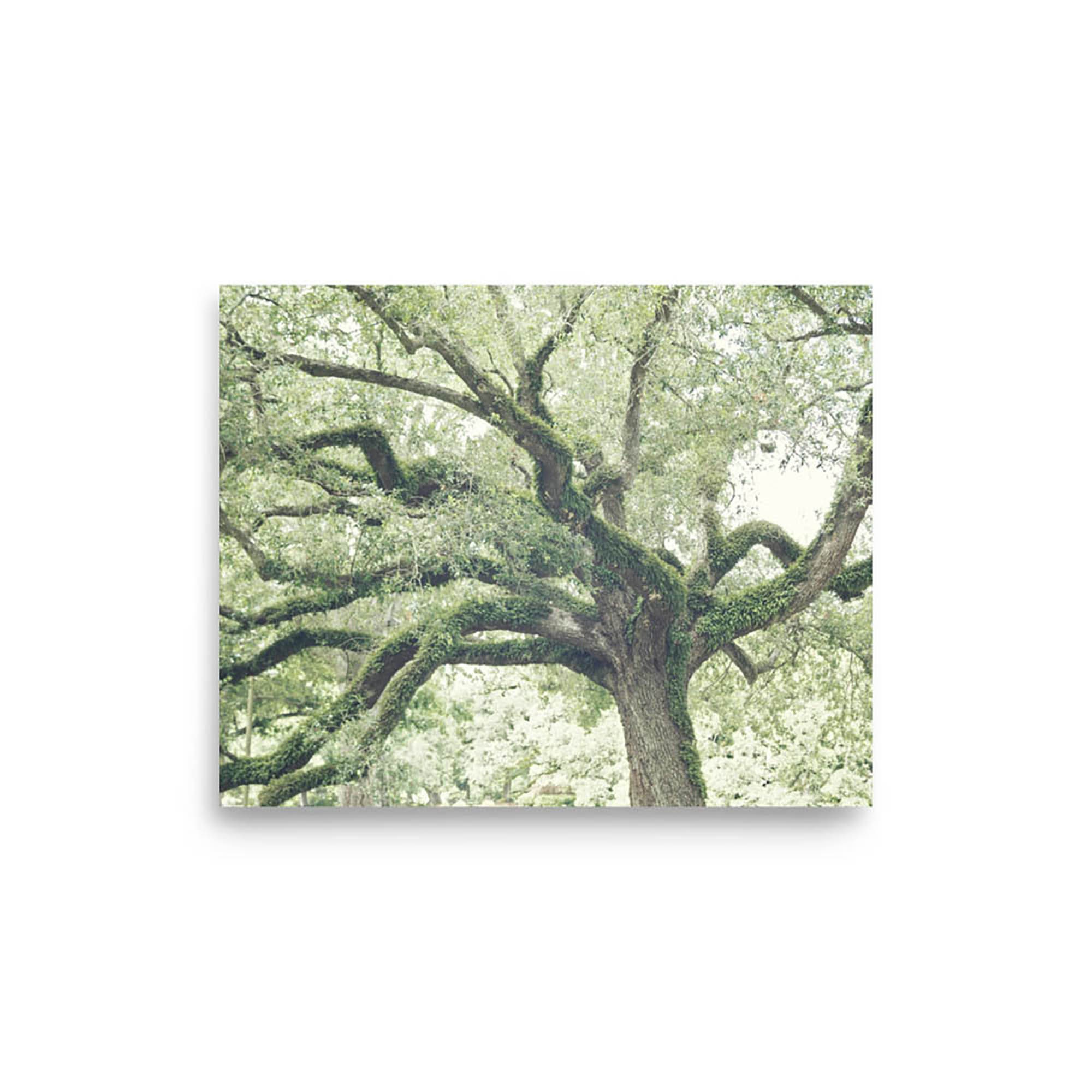 Oak Tree Photography Print Giant Oak Tree Print Southern Oak - Etsy