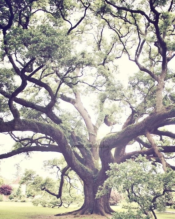 Oak Tree Photography