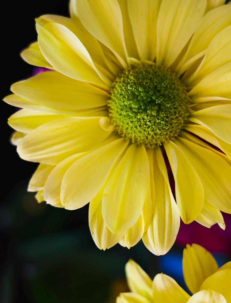 Open to the Light – Yellow Daisy Photography Print | Soft Botanical ...