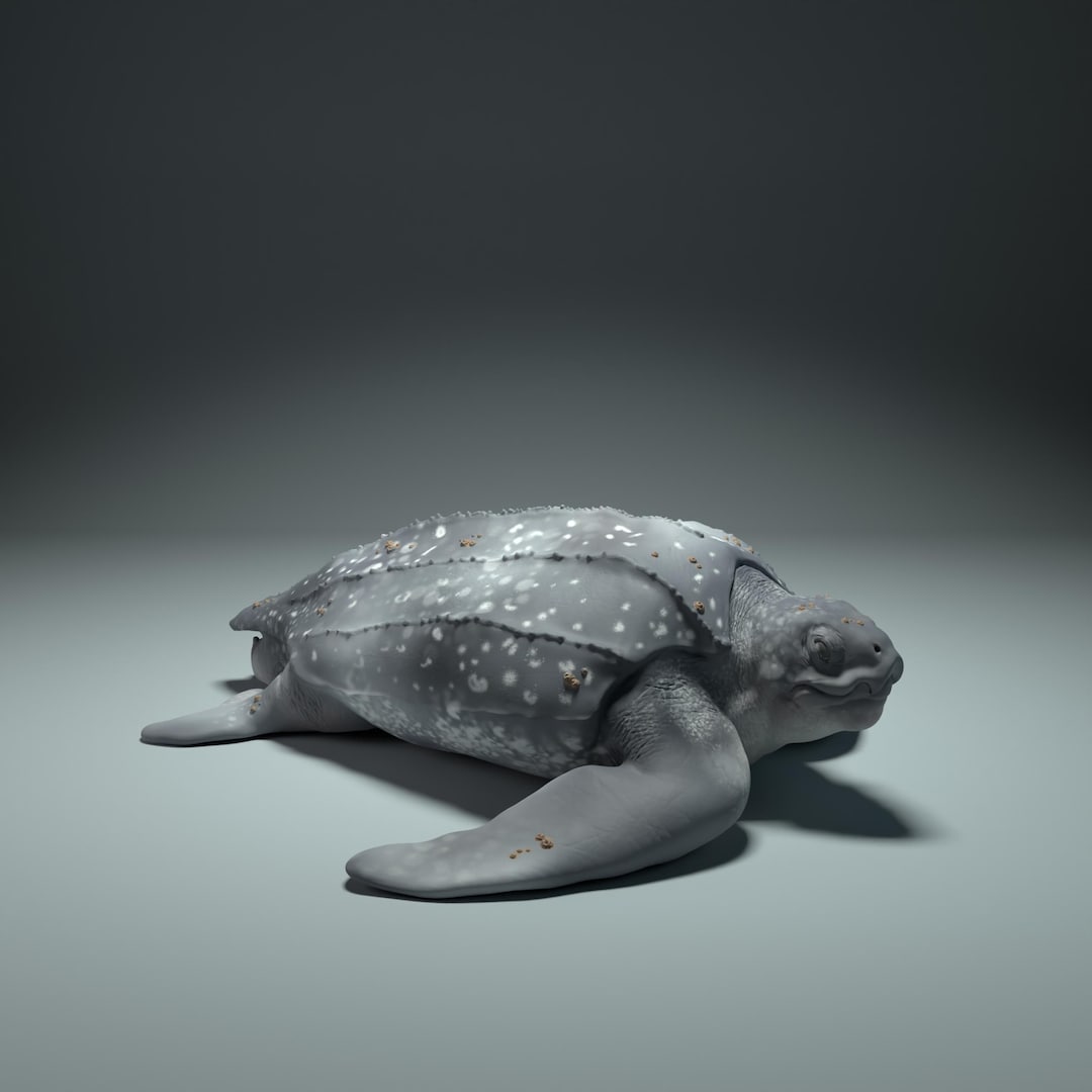 Leatherback Sea Turtle – 3D Printed Model - Unpainted - Animals ...