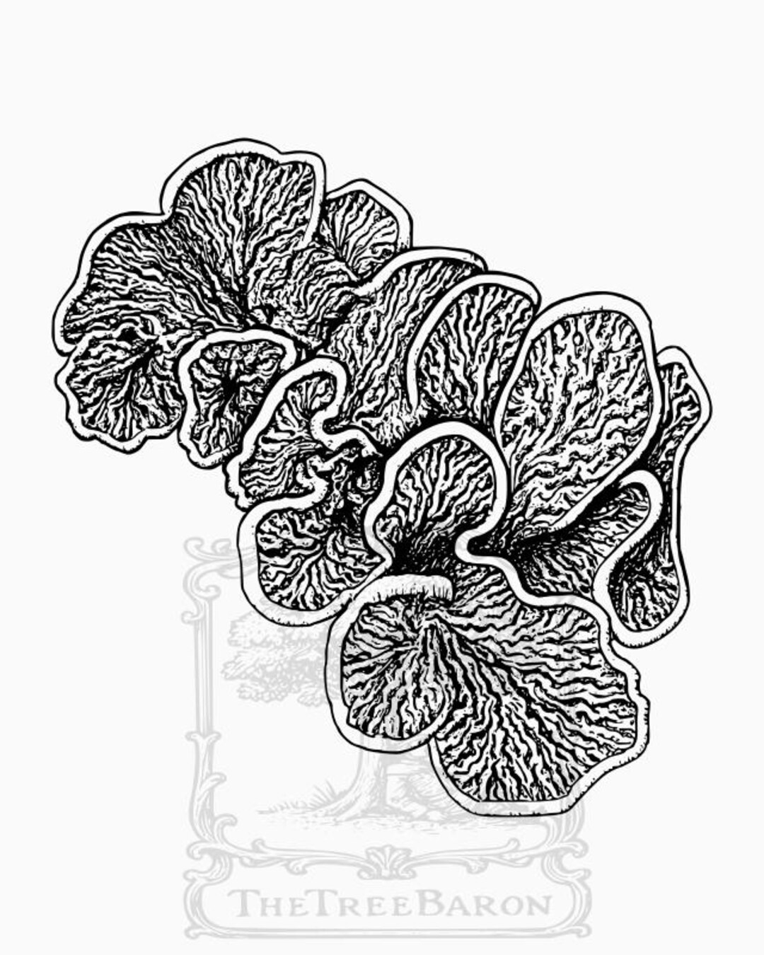 Crimped Gill Mushroom Ink Drawing. Digital Download - Etsy