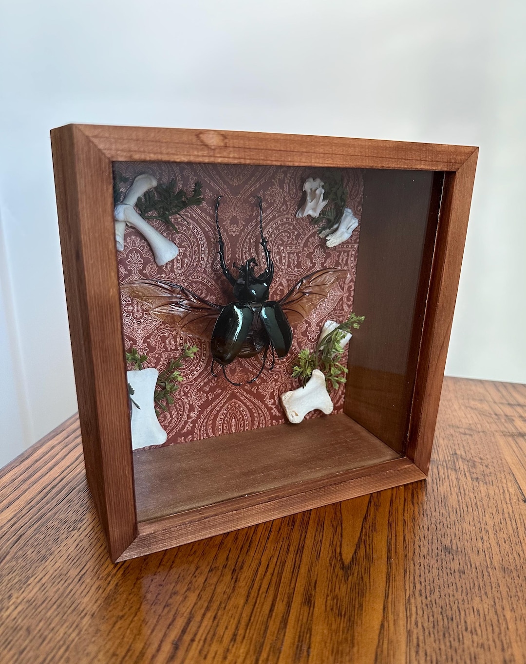 Beetle Specimen Shadow Box - Etsy