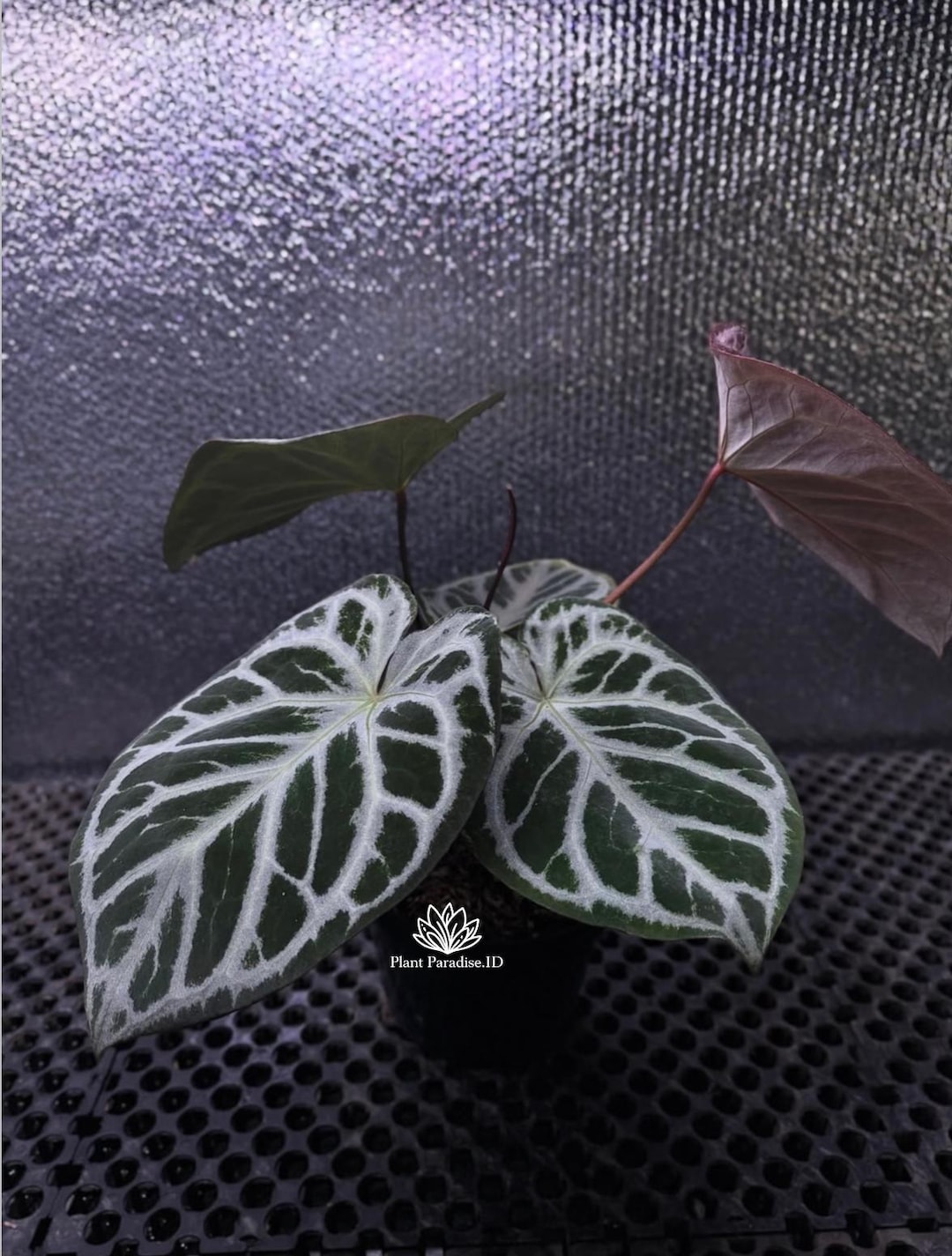 Live Anthurium Minahasa X Angel Dreams | Tropical Indoor Aroid ...