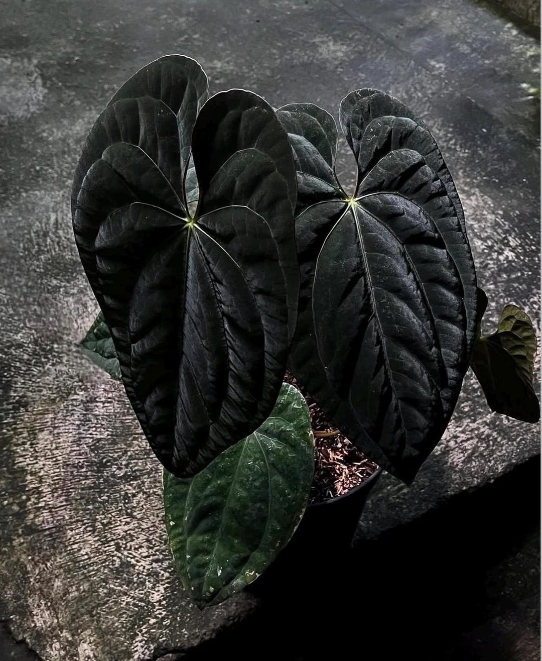 Anthurium Dark Phoenix – Rare Aroid Houseplant | Velvety Black Foliage ...
