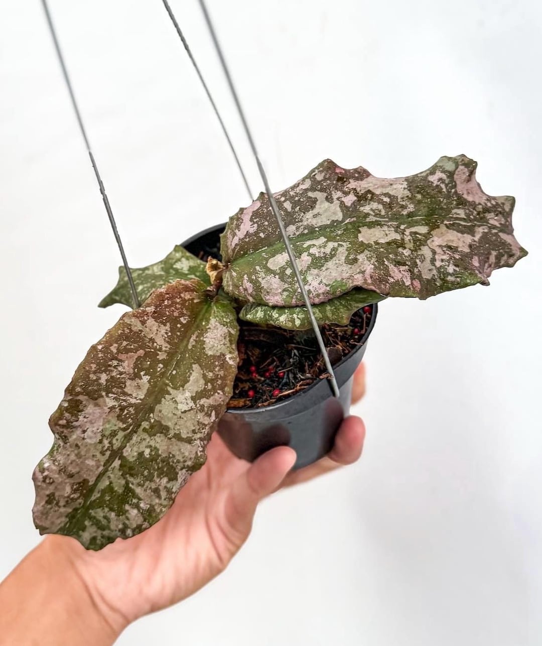 Hoya Undulata “army” – Rare Hoya Plant | Variegated Pattern Leaves ...