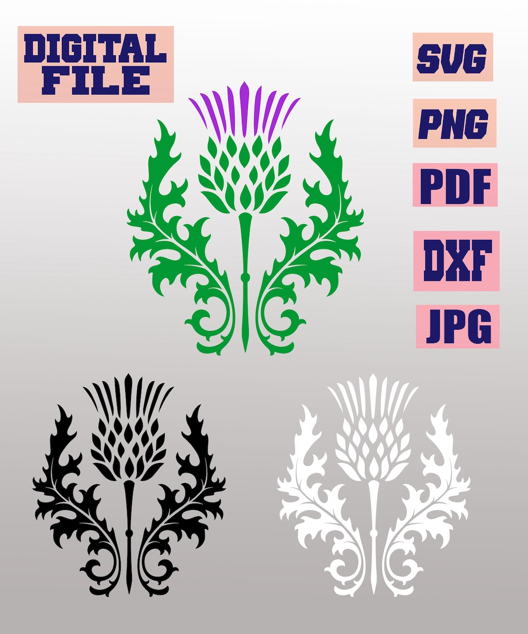 Scottish Thistle Vector Art, Cut File Designs (digital Download) - Etsy