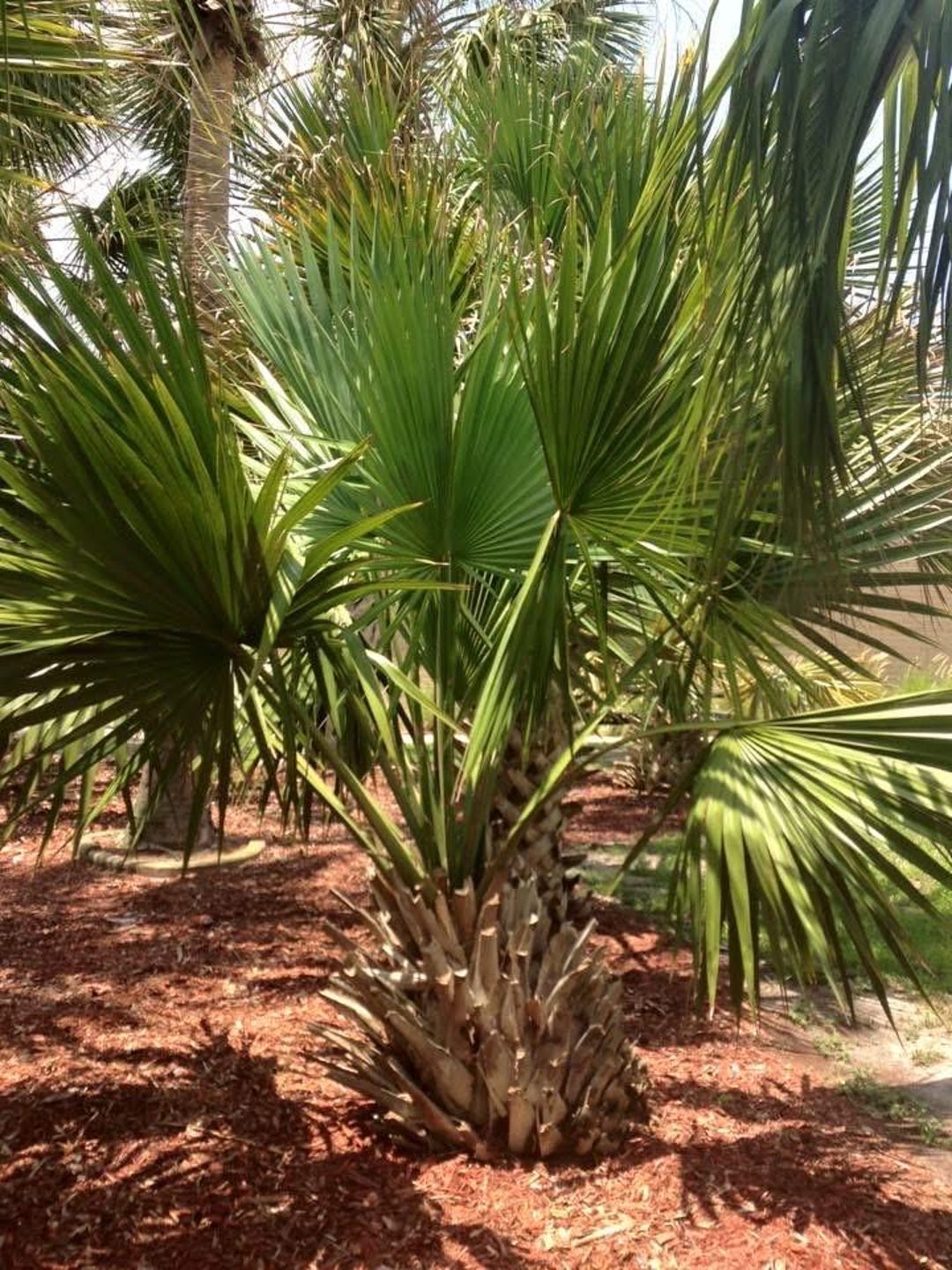 Sabal Minor Var. ‘louisiana’ - 2025 Seeds -FREE Shipping - Etsy