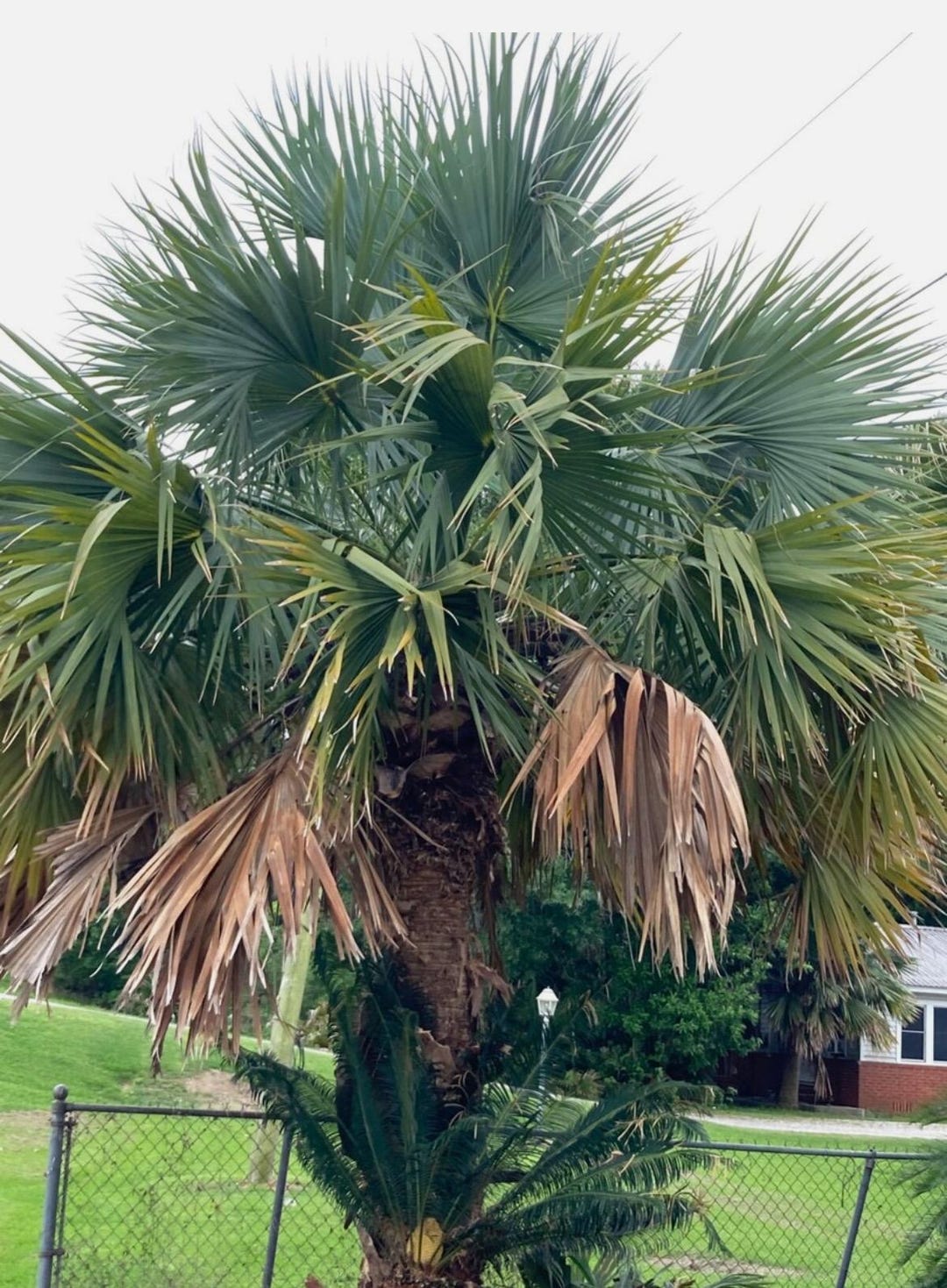 Sabal Sp. Riverside’ - LIVE PLANT - Super Rare! - Etsy