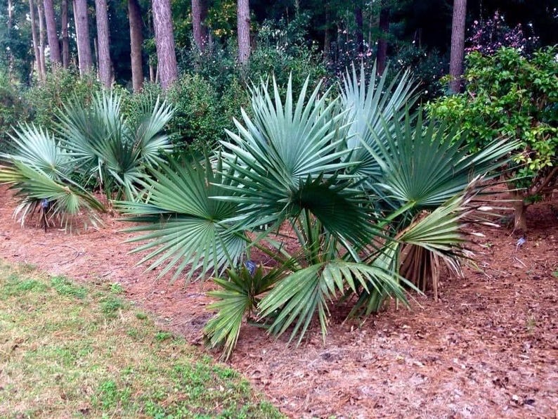 Sabal Minor Var. ‘taliaferro’ 2025 Seeds -FREE Shipping - Etsy