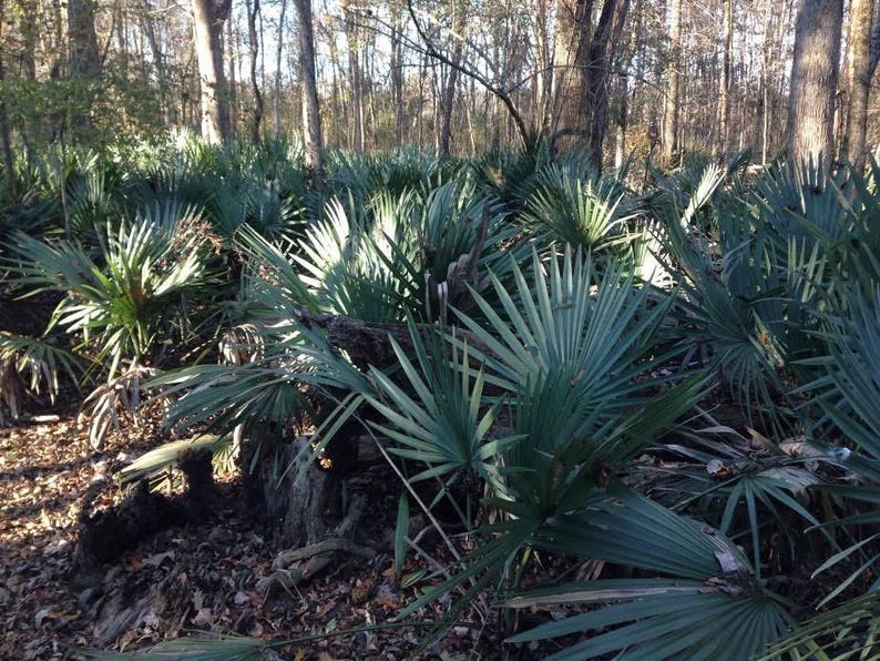 Sabal Minor Var. ‘taliaferro’ 2025 Seeds -FREE Shipping - Etsy