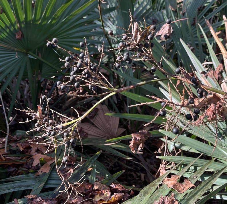 Sabal Minor Var. ‘taliaferro’ 2025 Seeds -FREE Shipping - Etsy