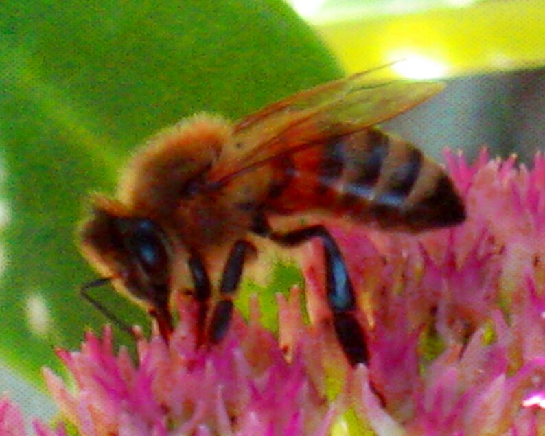 Autumn Joy and Honey Bee Photo, Floral Garden Scene, Rustic Autumn ...