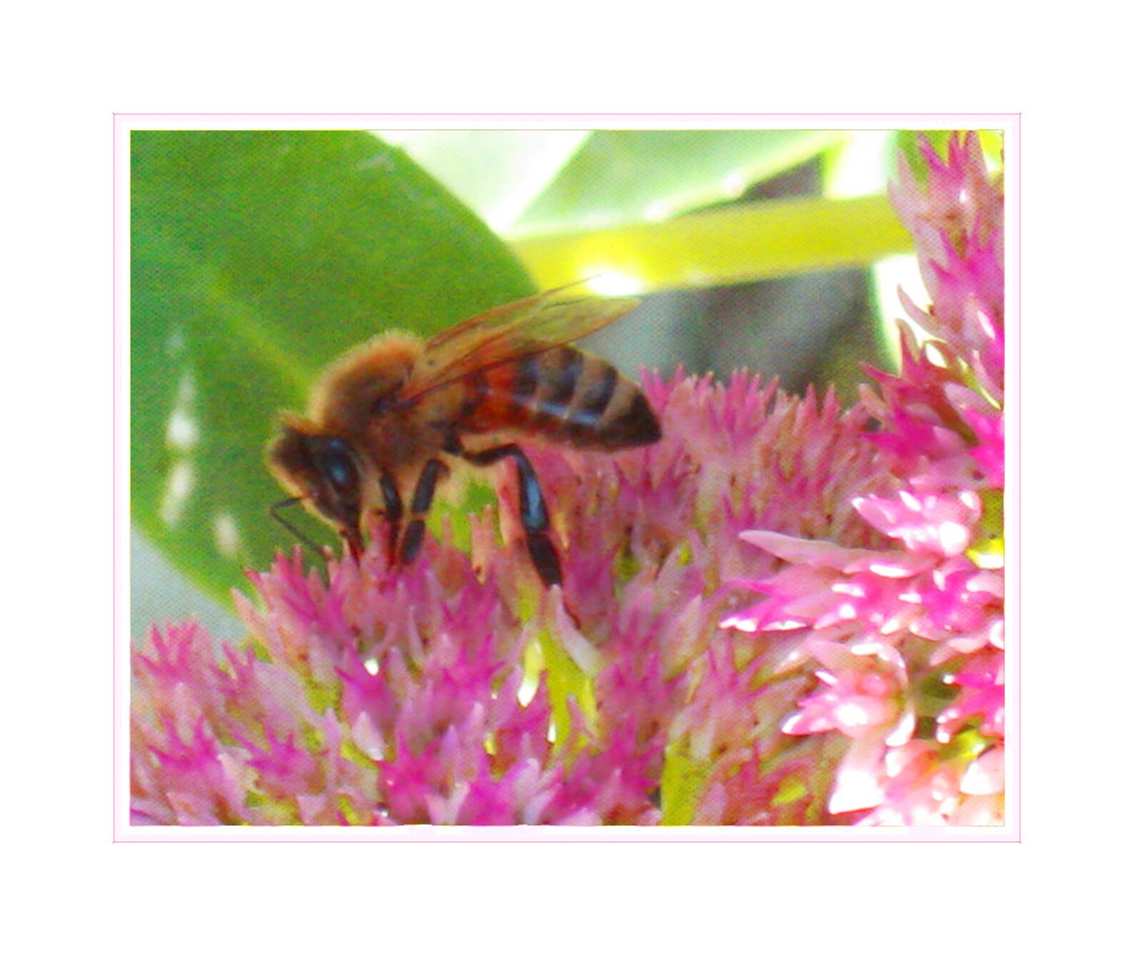 Autumn Joy and Honey Bee Photo, Floral Garden Scene, Rustic Autumn ...