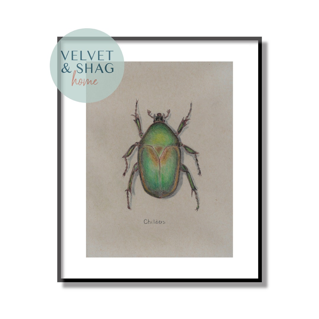 Beetle Art Junebug Beetle Colored Pencil Drawing Digital - Etsy