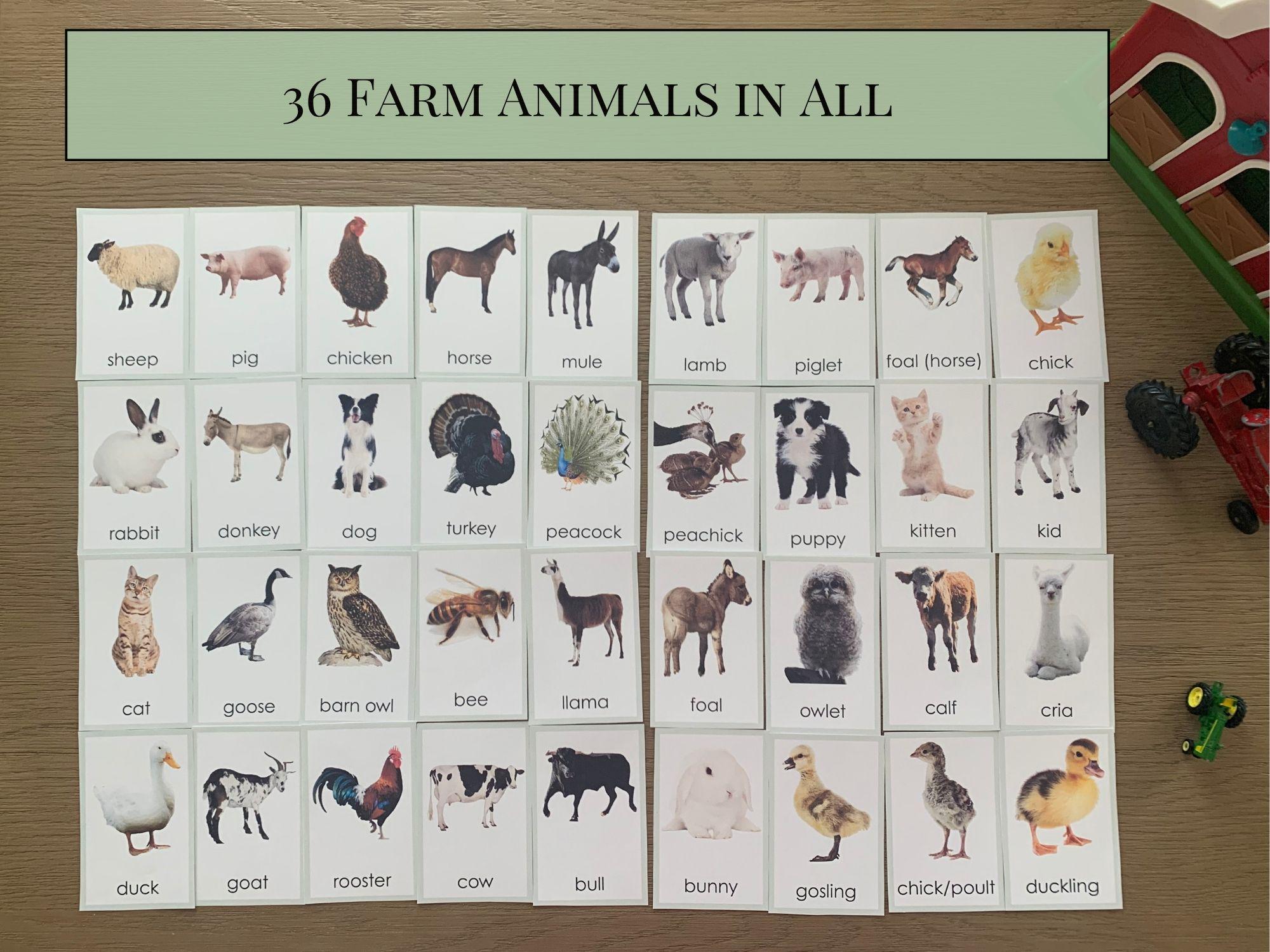 Farm Animal 3-part Cards Bundle – Montessori Printable Flashcards ...