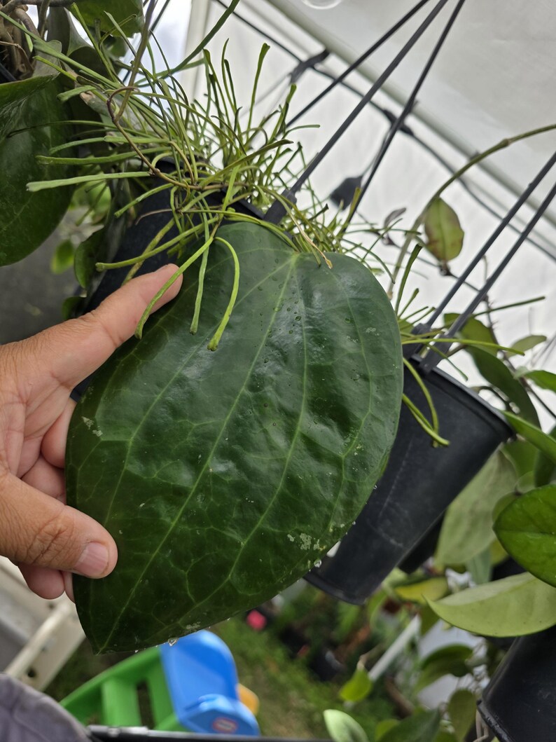 Hoya Latifolia Dinner Plate 4 Inch Pot - Etsy