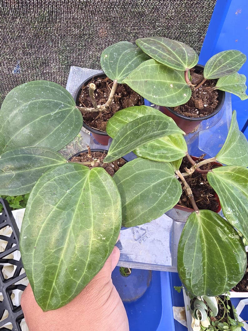 Hoya Latifolia Dinner Plate 4 Inch Pot - Etsy