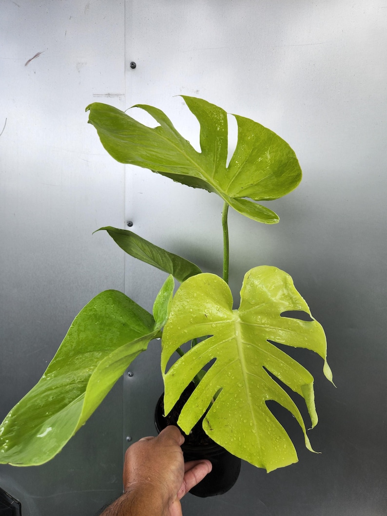 Monstera Lemon Lime 6 Inch - Etsy