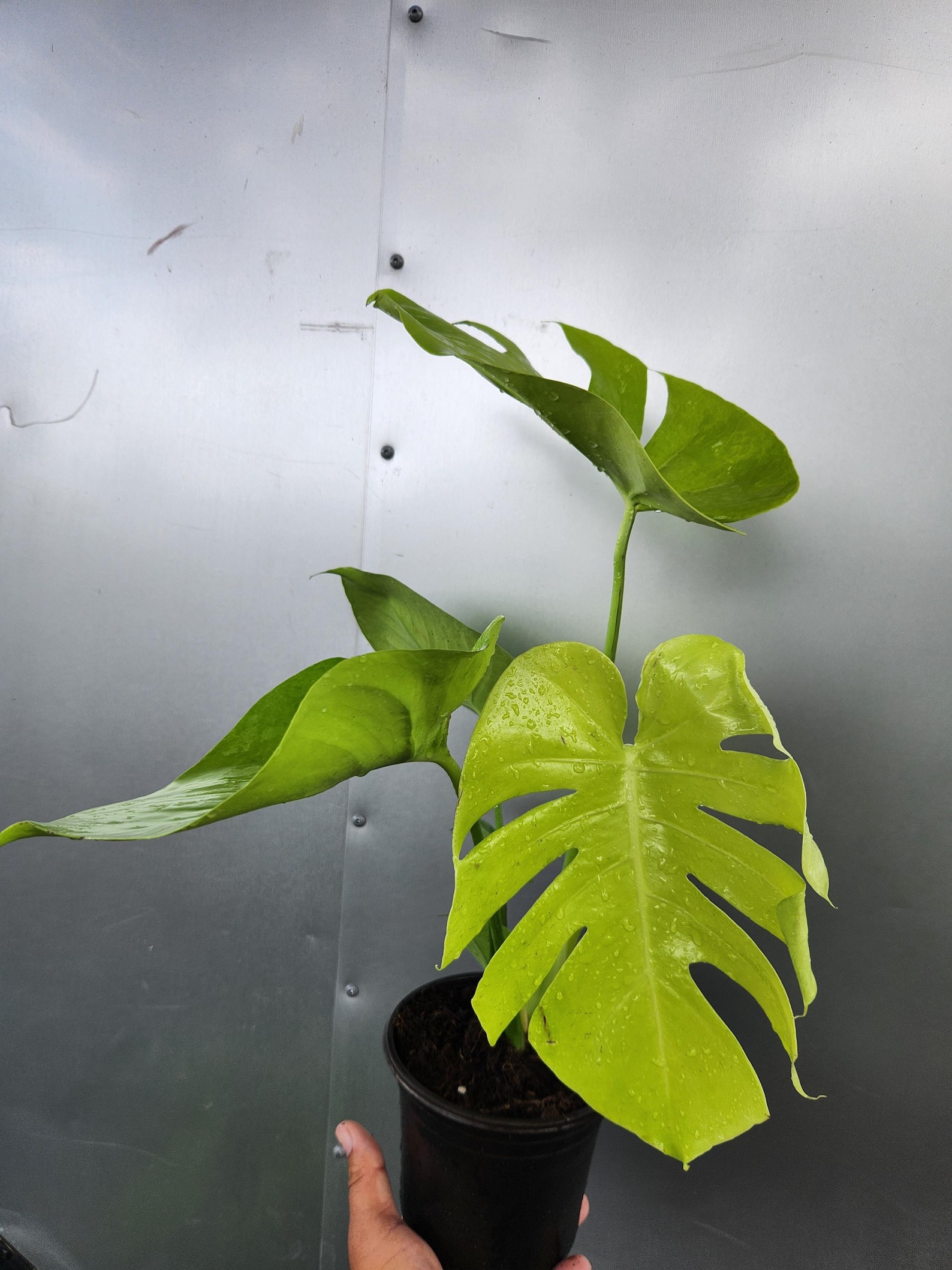 Monstera Lemon Lime 6 Inch - Etsy