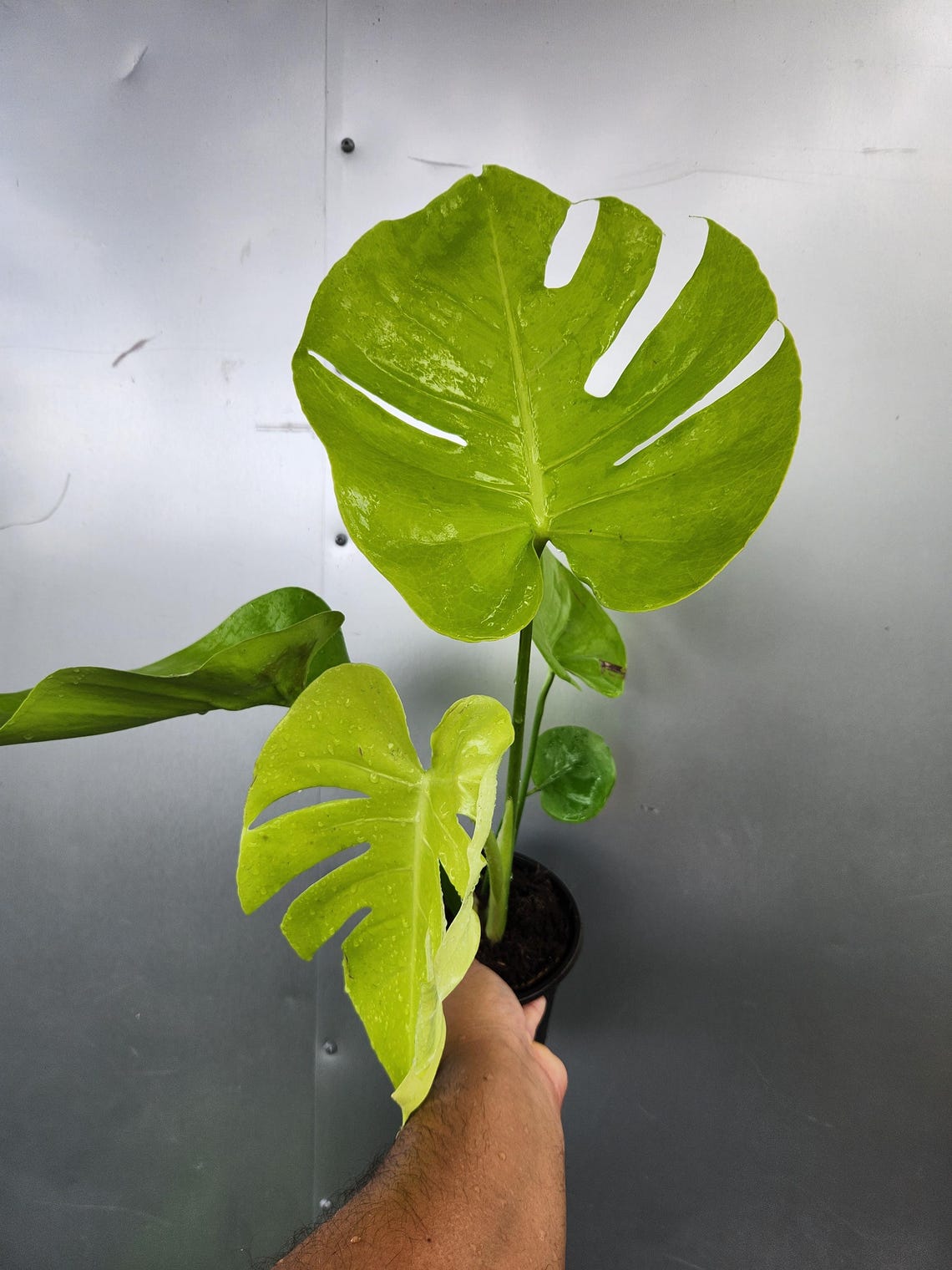 Monstera Lemon Lime 6 Inch - Etsy