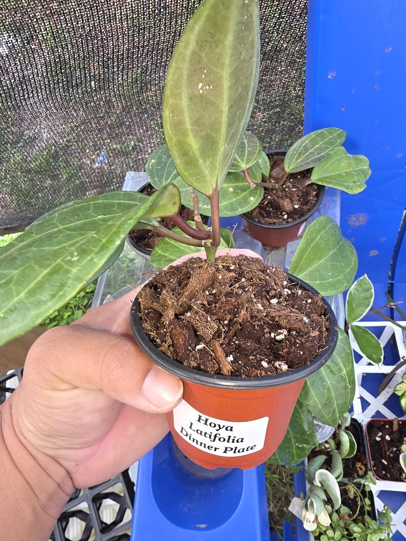 Hoya Latifolia Dinner Plate 4 Inch Pot - Etsy
