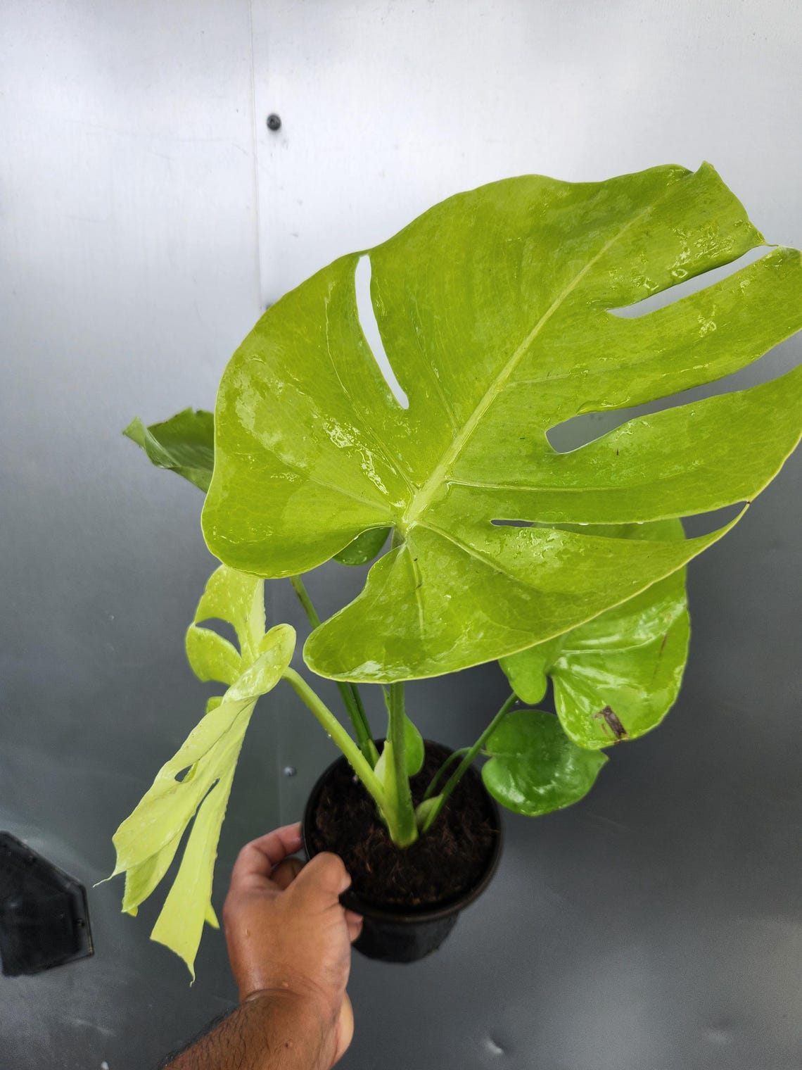 Monstera Lemon Lime 6 Inch - Etsy
