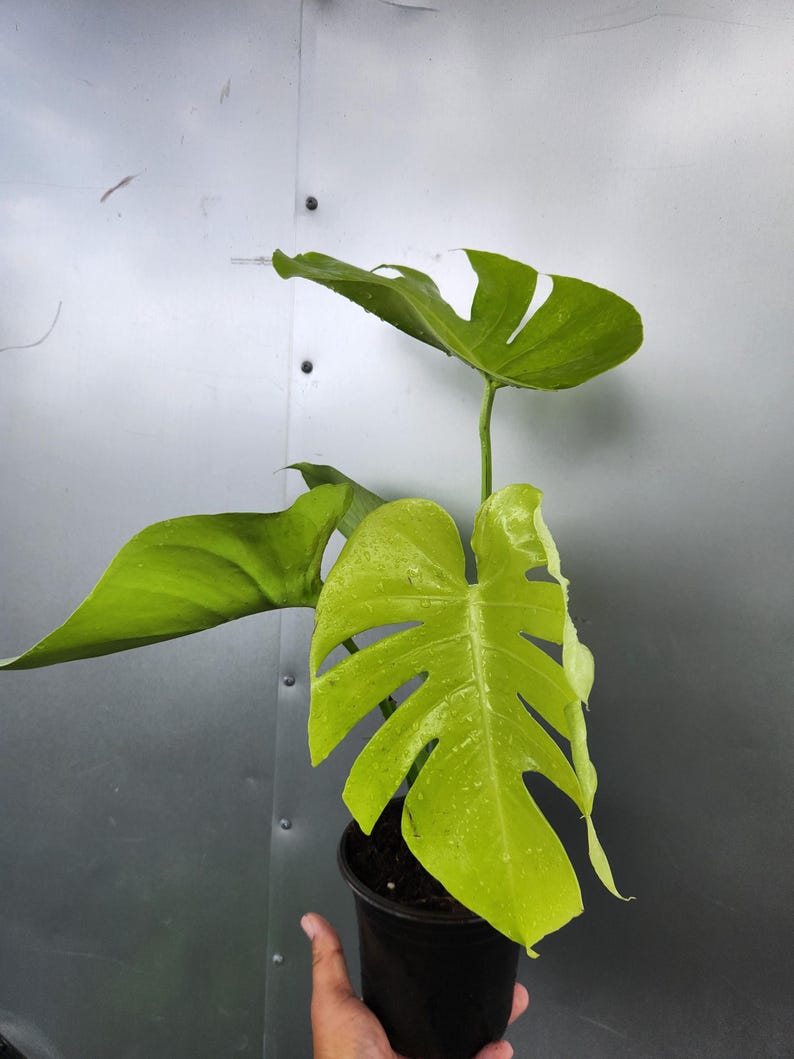 Monstera Lemon Lime 6 Inch - Etsy