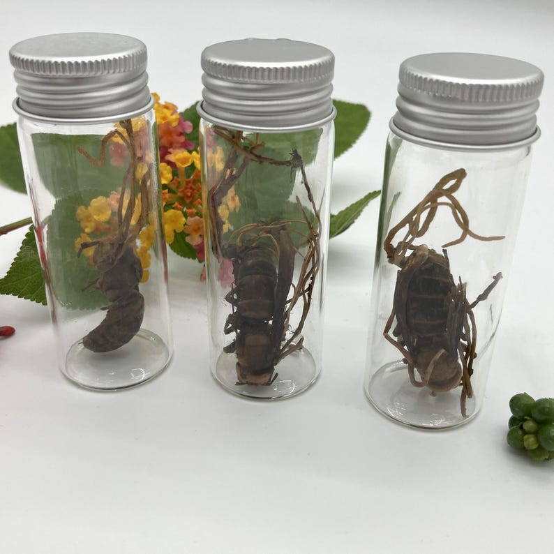 Real Cordyceps-infected Wasp Specimen in Glass Bottle, Ethical Natural ...