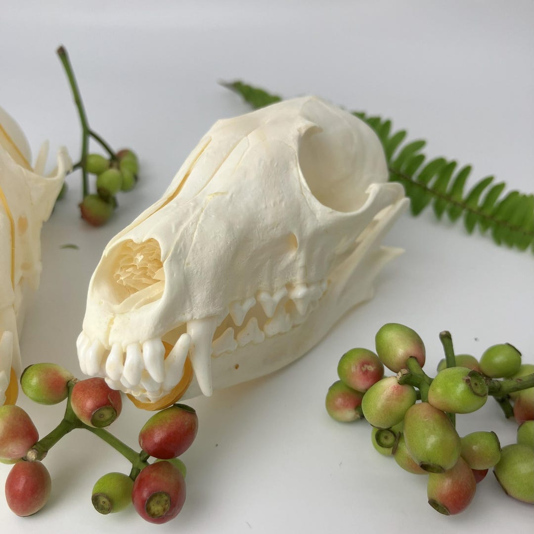 Real Fox Skull | Ethically Sourced Fox Bones | Handmade Natural Animal ...
