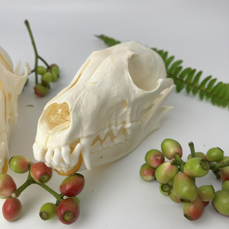 Fox Skull - Etsy