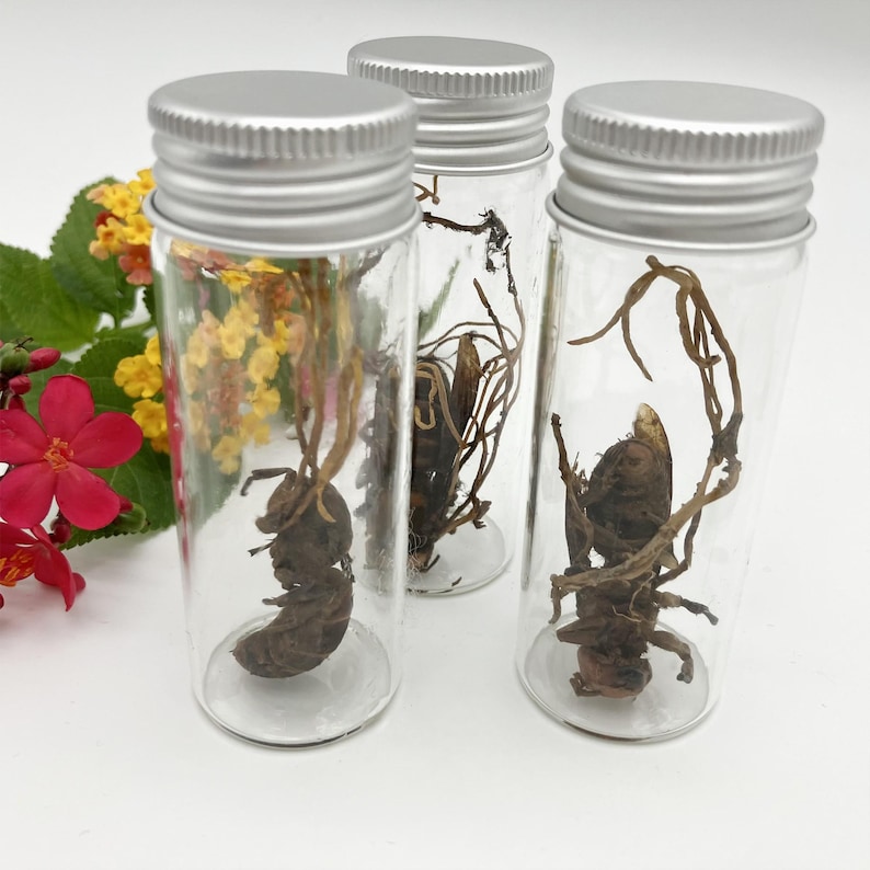 Real Cordyceps-infected Wasp Specimen in Glass Bottle, Ethical Natural ...