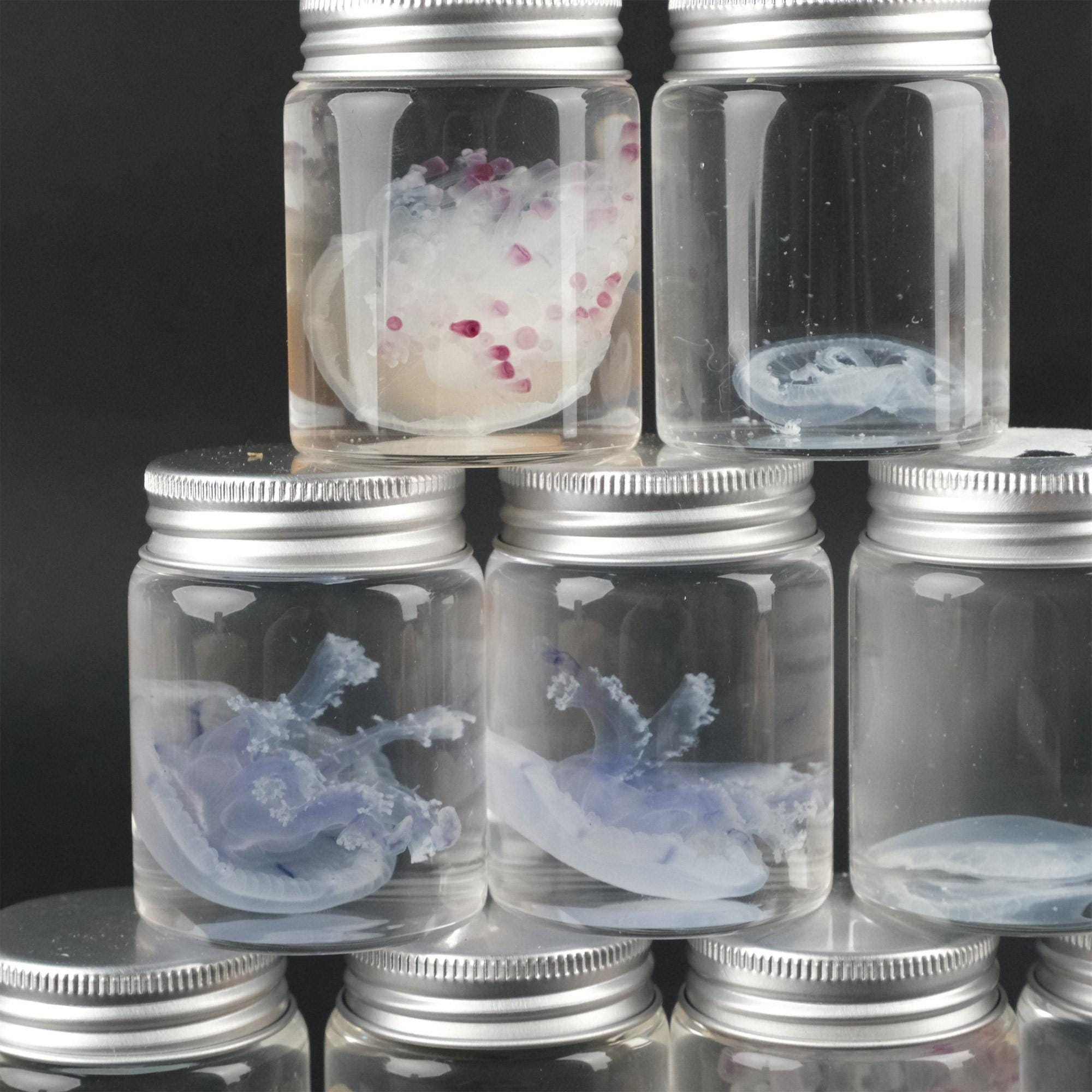 Real Jellyfish Wet Specimens, Eternal Jellyfish Specimens Preserved in ...
