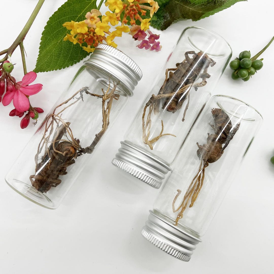 Real Cordyceps-infected Wasp Specimen in Glass Bottle, Ethical Natural ...