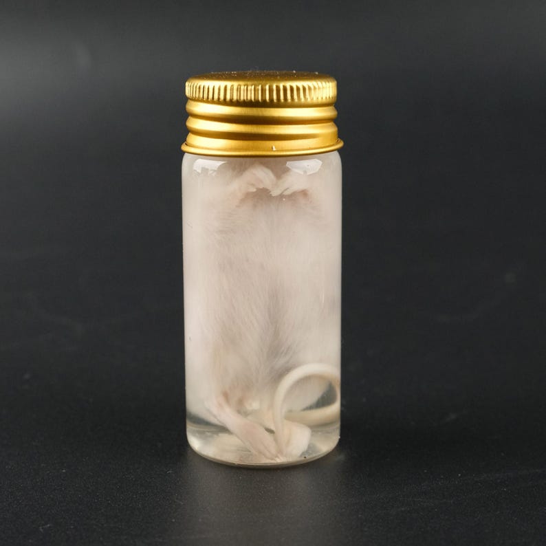 Real Young White Mouse Wet Specimen, Cute Animal Specimen, Special Gift ...