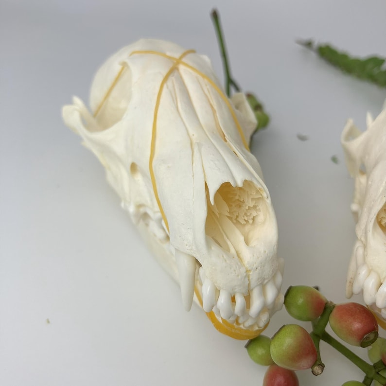Real Fox Skull | Ethically Sourced Fox Bones | Handmade Natural Animal ...