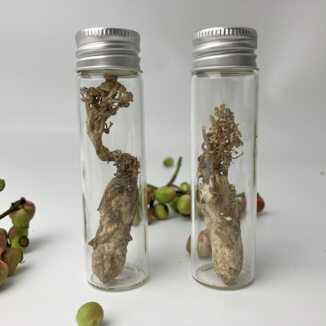 Real Cicadas With Zombie Fungus | Taxidermy Oddities | Cordyceps ...