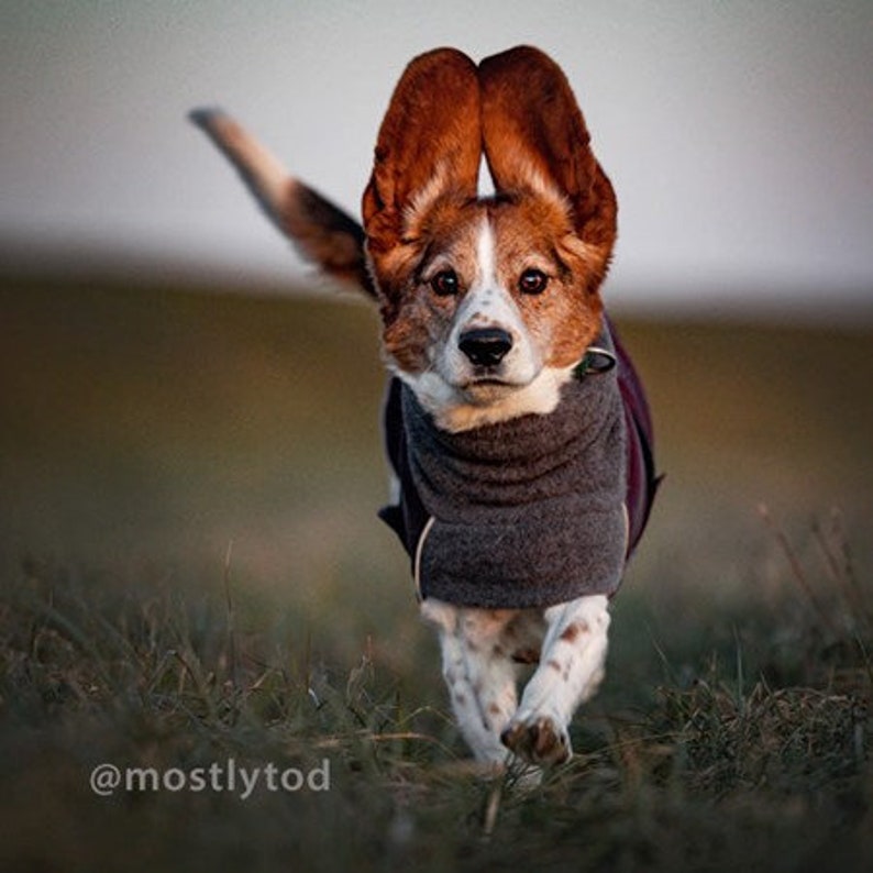 BEAGLE Winter Dog Coat Winter Coat Winter Jacket Waterproof - Etsy