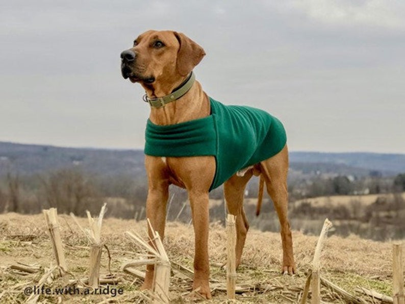 RHODESIAN RIDGEBACK Tummy Warmer Fleece Sweater for Dogs - Etsy