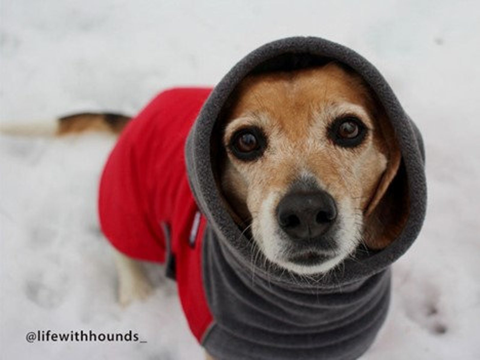 BEAGLE Winter Dog Coat Winter Coat Winter Jacket Waterproof | Etsy