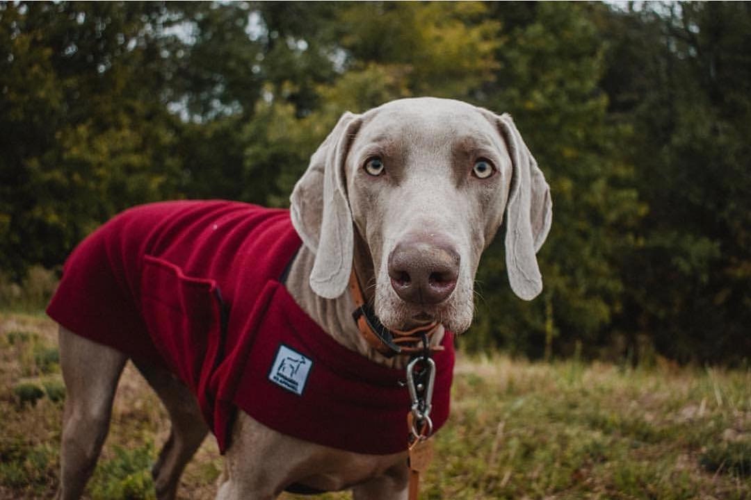 Weimaraner In Clothes